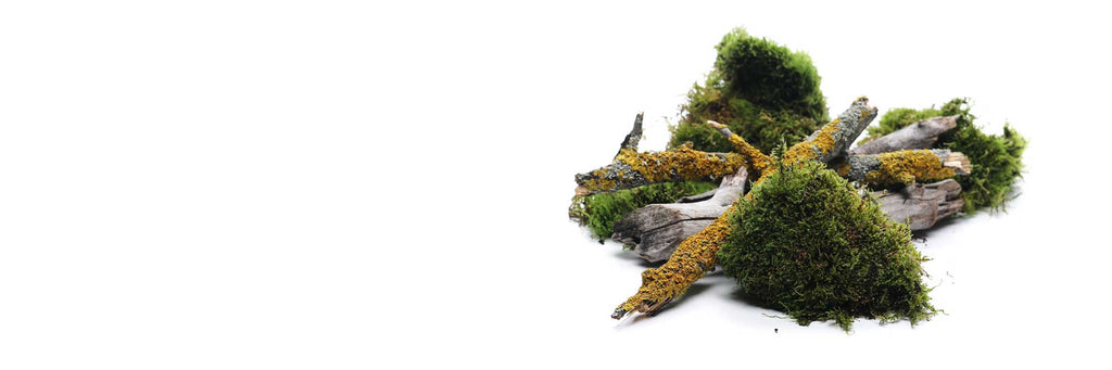 Featured terpenes: earthy aromas | BC Cannabis Stores